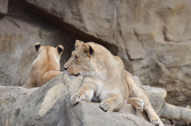 Lion sisters cuddle stock photo. Image of sees, african - 29365136