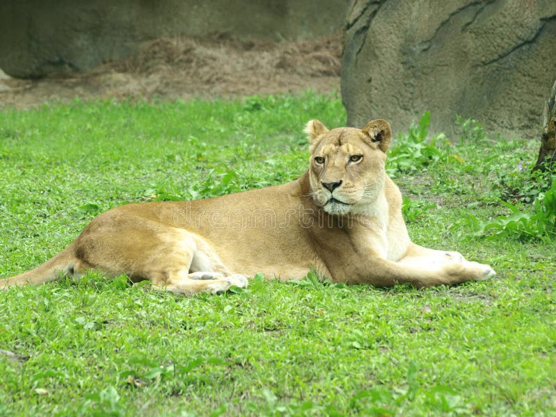 Lion sit on grass stock image. Image of outdoor, grassland - 19481225