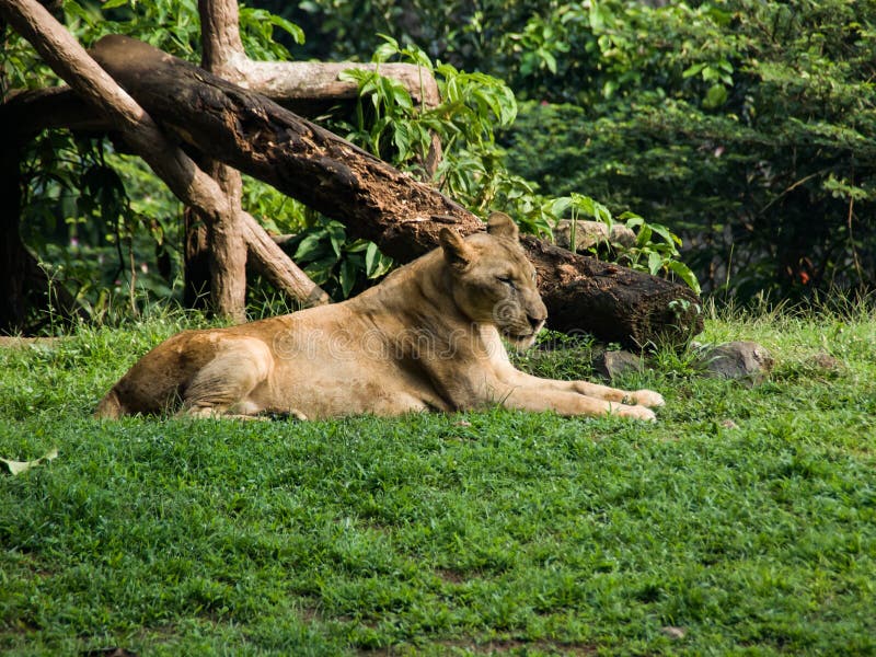 Lion Sit on the Grass Field Stock Photo - Image of lion, field: 220889704