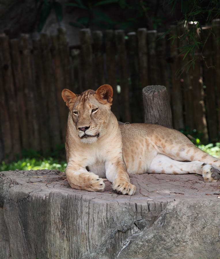 Lion sit on the stone stock photo. Image of hunter, east - 42018122