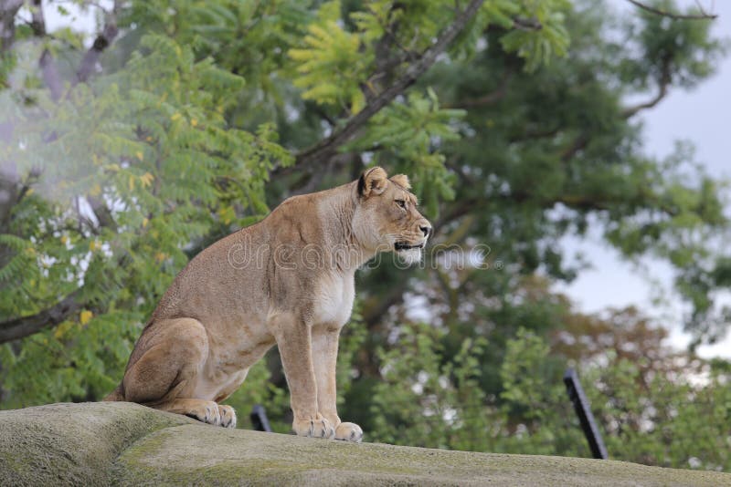 Lion sit on stone. stock photo. Image of cute, green - 189435538