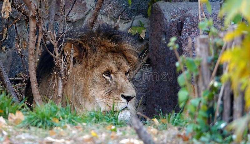 The Lion Sits in the Thicket Looking Out for Prey Stock Photo - Image ...