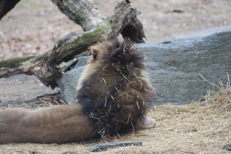 Lion Sitting with Back Facing Camera Stock Photo - Image of camera ...
