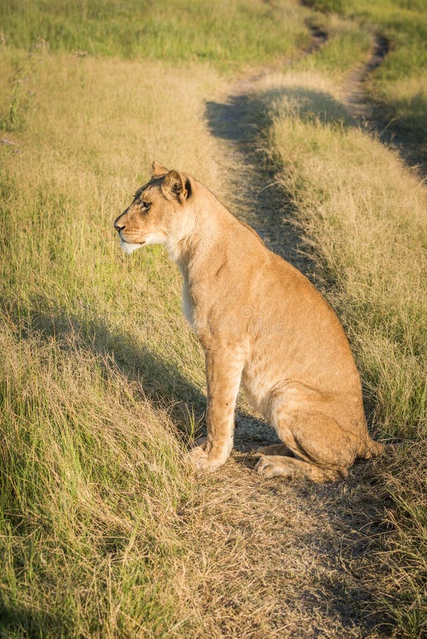 Lion Sitting on Grassy Track at Sunset Stock Photo - Image of africa ...