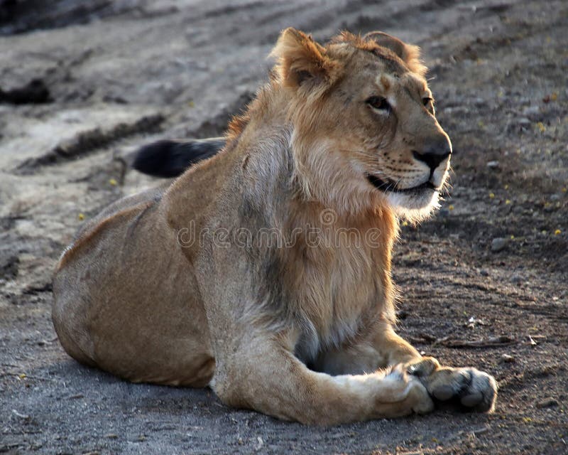 The Lion is Sitting with One Leg Bent and Looking Stock Photo - Image ...