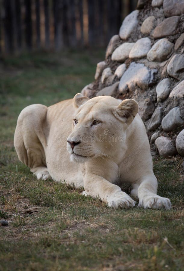 Lion sitting and posing stock photo. Image of furry - 191447622