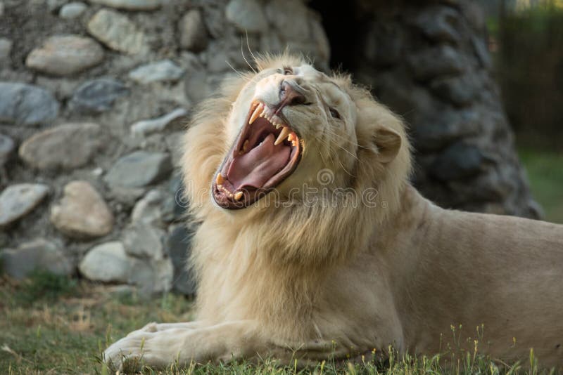 Lion sitting and posing stock image. Image of creature - 191447631