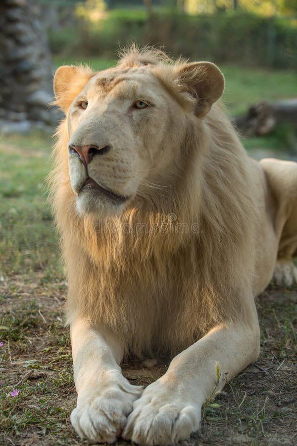 Lion sitting and posing stock photo. Image of profile - 191447672