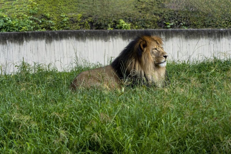 Lion Sitting Resting on the Grass, Zoo Guadalajara Mexico Stock Photo ...
