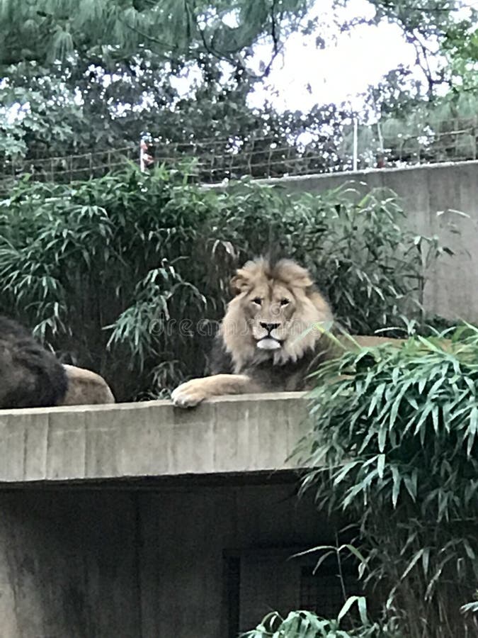 Lion in Wait stock photo. Image of diving, wildlife, fish - 33961378