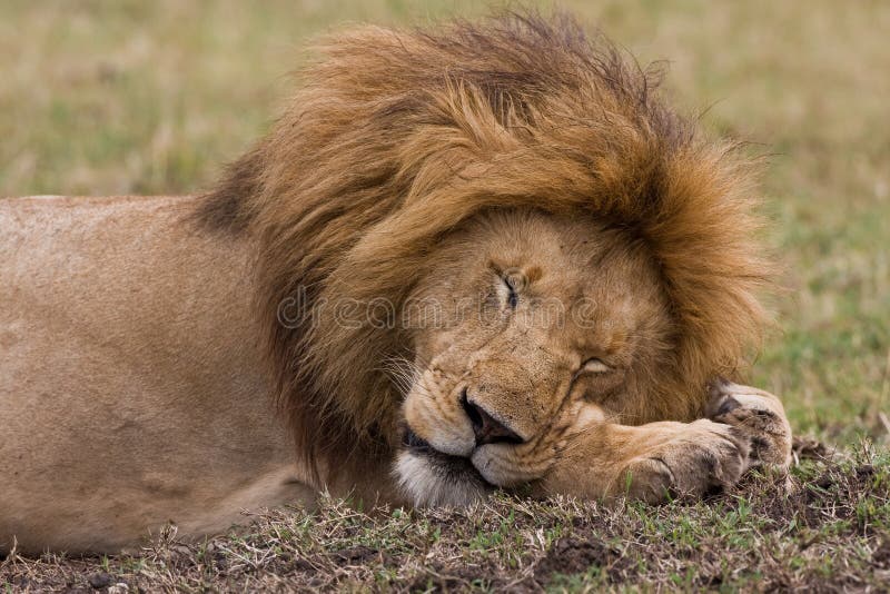 Lion sleep stock photo. Image of napping, lion, dangerous - 11786028