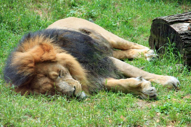 The lion sleep stock photo. Image of nature, hair, beast - 14571538