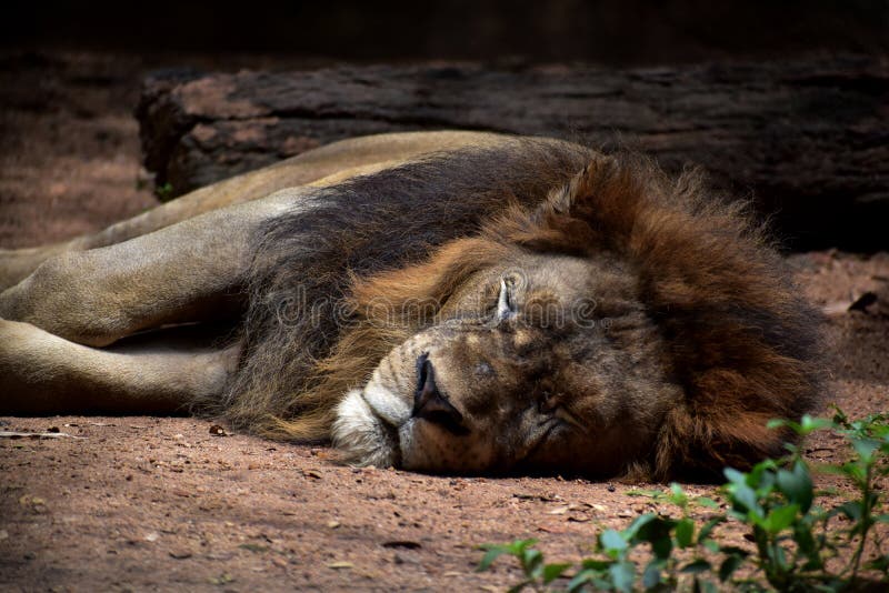 Lion sleep stock photo. Image of sleeping, prabinthadathil - 182574342