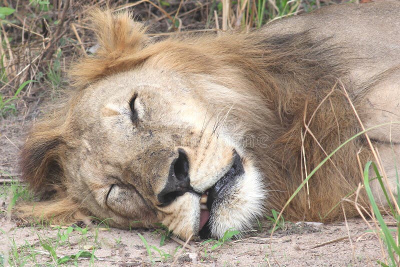 Peaceful lion stock photo. Image of mammal, revered, animal - 3763356