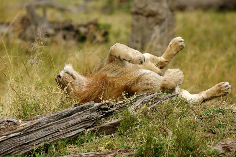Lion S Hillock At Waterloo, B Stock Photo - Image of prussian, battle ...