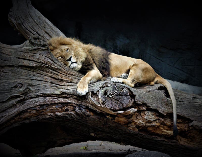 Lion sleeping on tree stock image. Image of trunk, zoology - 21700299