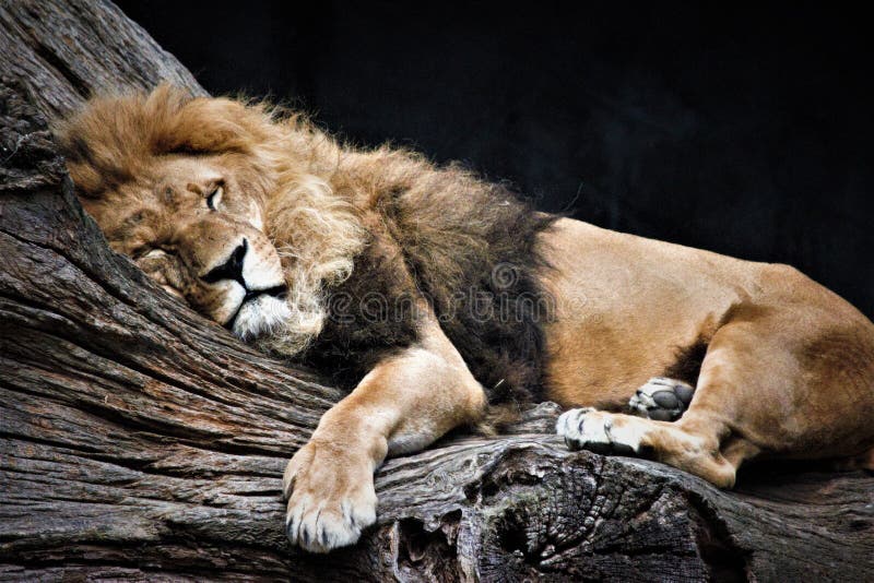 Lion Sleeping Peacefully on a Tree Stock Photo - Image of peacefully ...
