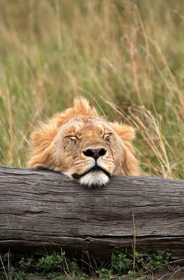 808 Lion Sleeping Tree Stock Photos - Free & Royalty-Free Stock Photos ...