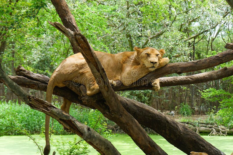 A Lion is Sleeping on the Tree Stock Image - Image of lion, predator ...