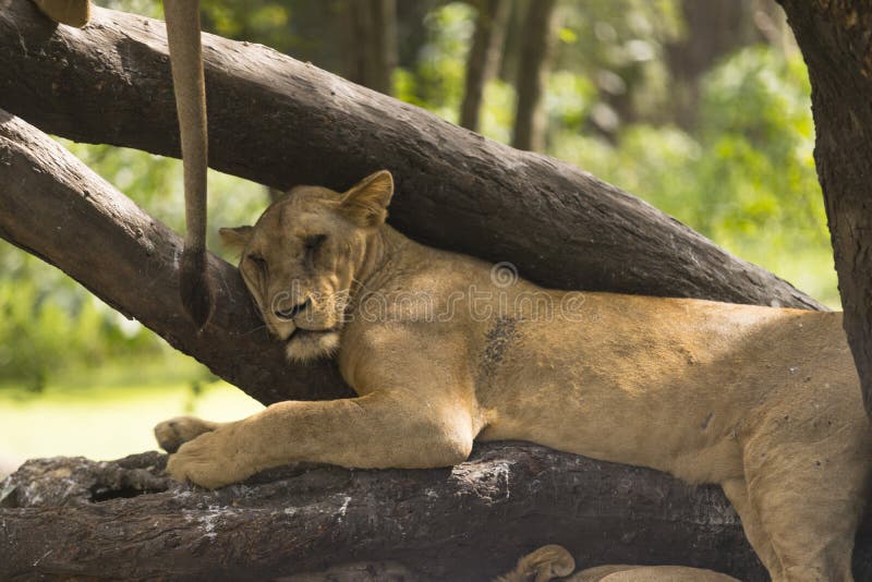 A Lion is Sleeping on the Tree Stock Image - Image of lion, relax ...