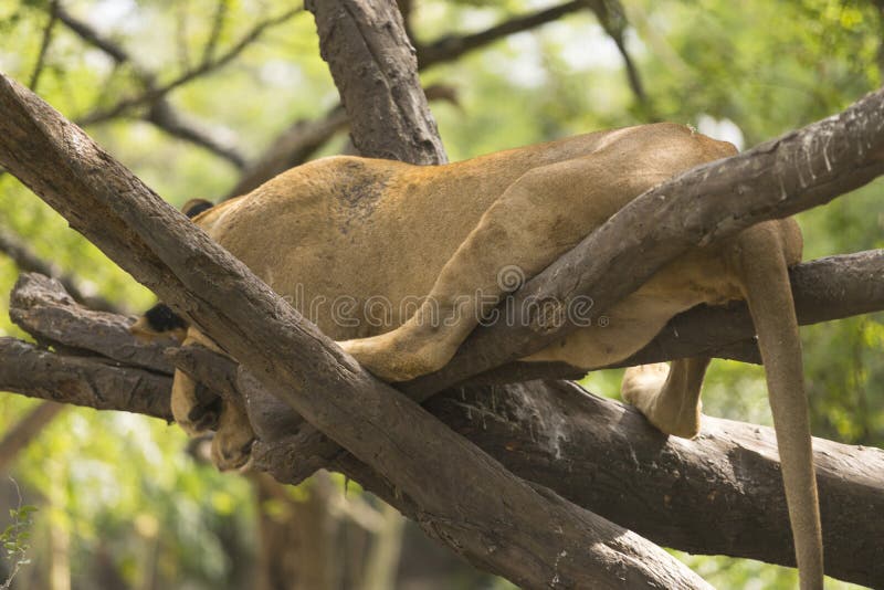 A Lion is Sleeping on the Tree Stock Image - Image of safari, female ...