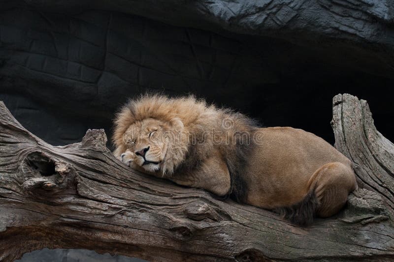 Lion Sleeping on a Tree Trunk Stock Image - Image of male, carnivore ...