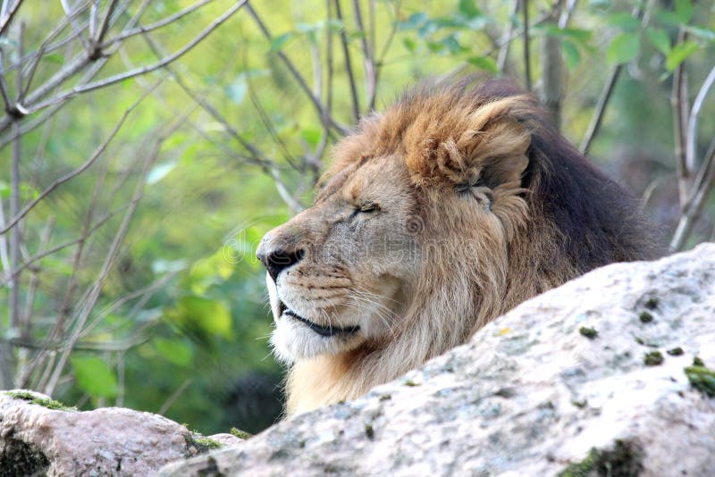 The lion sleeps stock photo. Image of jungle, mane, lion - 96338920