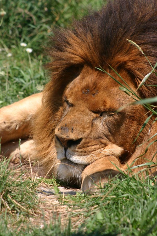 The Lion Sleeps Tonight. stock photo. Image of napping - 10560952