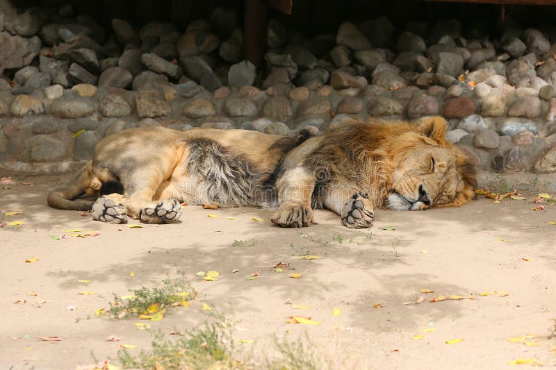 A Lion Sleeps in the Zoo on a Sunny Day Stock Image - Image of sleeping ...