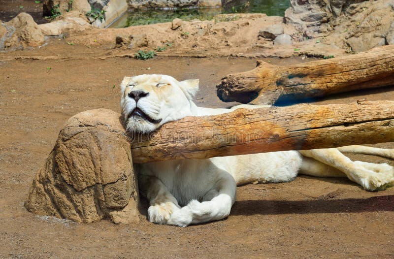 Lion Slipping in a Zoo Garden Stock Photo - Image of animal, face: 71365326