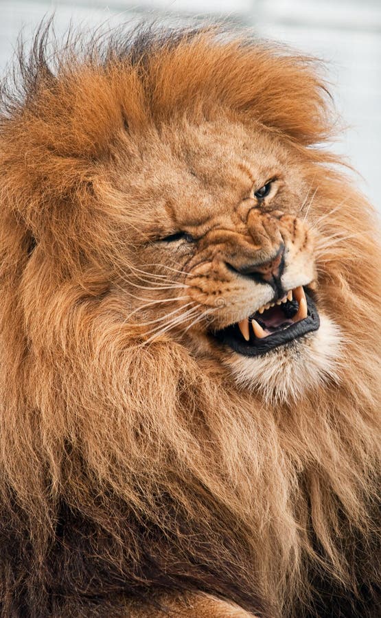 Lion snarling stock photo. Image of male, eyes, powerful - 13547354