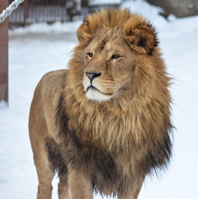 Lion stock image. Image of looking, pride, snow, lion - 65343193