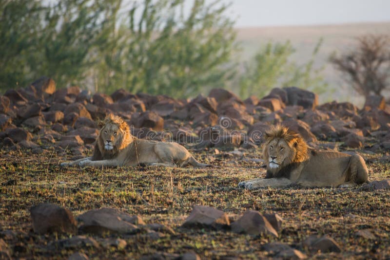 Lion Yawning at Kill South Africa Stock Photo - Image of pride, aminals ...