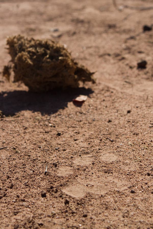 Lion spoor stock image. Image of morning, vertical, sand - 27691385