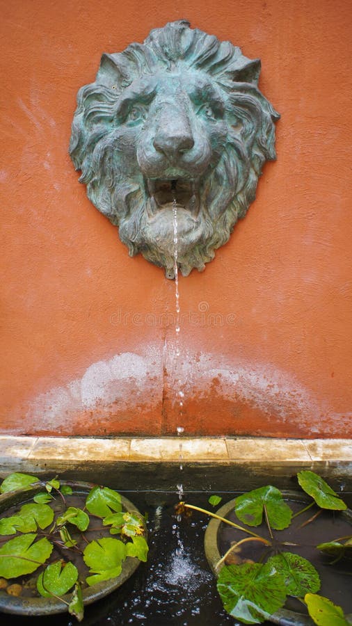 1,345 Lion Spray Stock Photos - Free & Royalty-Free Stock Photos from ...