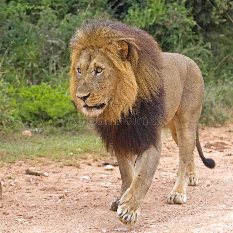 631 Lion Instinct Stock Photos - Free & Royalty-Free Stock Photos from ...