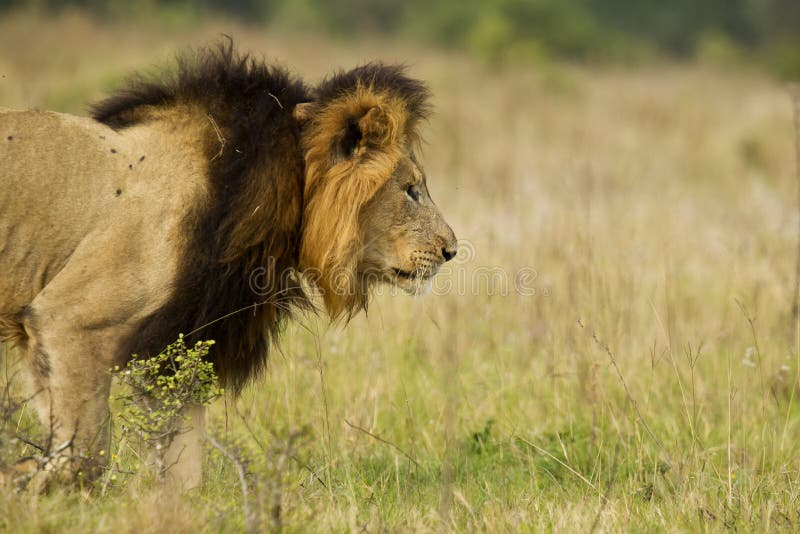 Lion stalking stock photo. Image of five, savanna, animal - 31415788