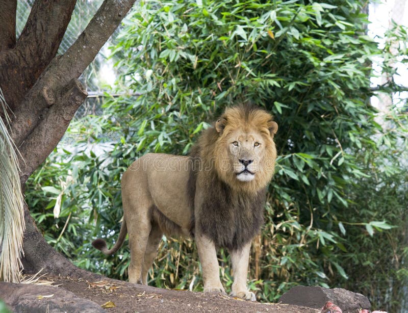 Lion standing stock photo. Image of standing, danger, furry - 9040854
