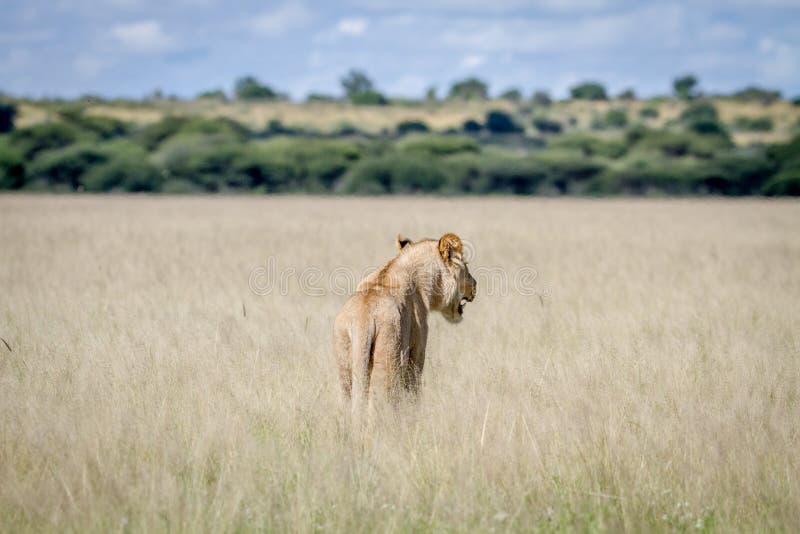 Lion Standing in the High Grass from Behind. Stock Photo - Image of ...