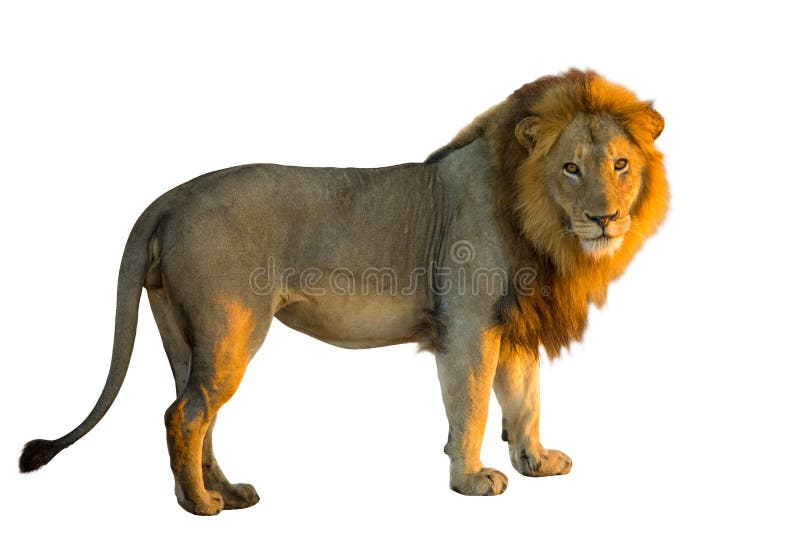 822 Male Lion Side View Stock Photos - Free & Royalty-Free Stock Photos ...