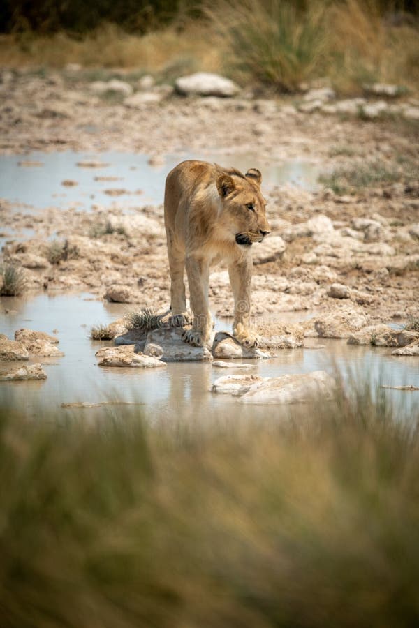 Lion Stands Looking Right on Stepping Stones Stock Photo - Image of ...