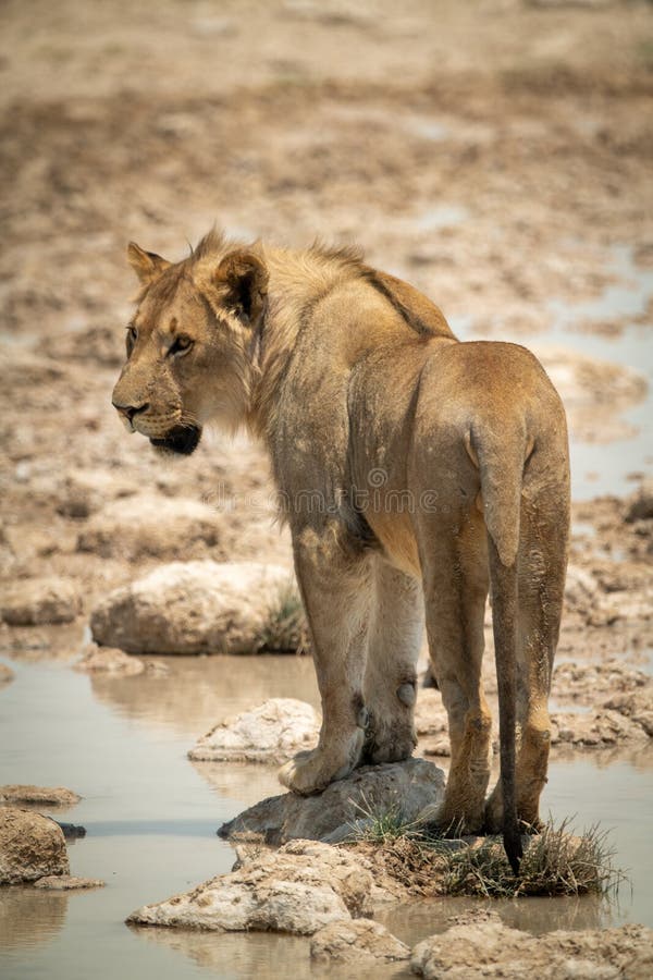 Lion Stands on Stepping Stones in Waterhole Stock Photo - Image of ...