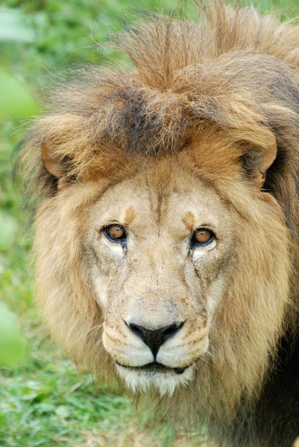 Intense Lion Stare stock image. Image of africa, photogenic - 4190667