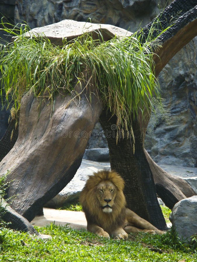 Lion staring in the zoo stock photo. Image of male, animal - 53952616