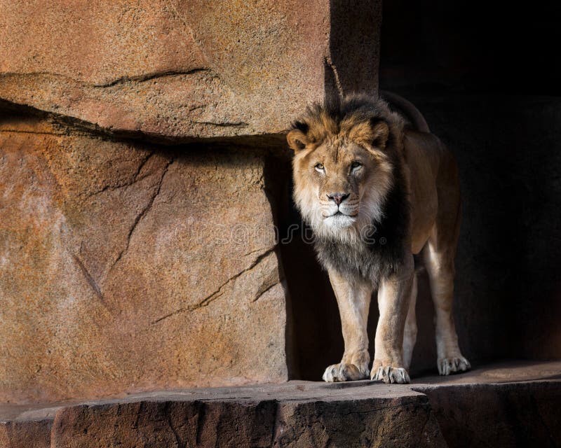 Lion in the shadows stock image. Image of season, blue - 191618359