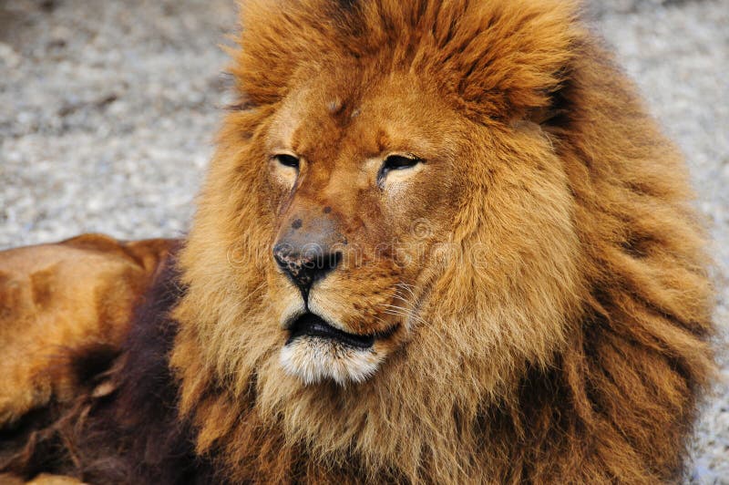Lion in the sun stock photo. Image of king, large, adult - 11795514