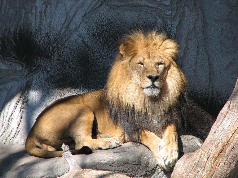 Lion in the Sun stock photo. Image of domain, thoughtful - 1287242