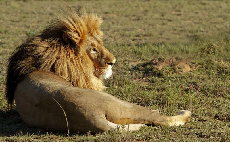 Lion in the sun stock image. Image of king, rare, park - 15327459