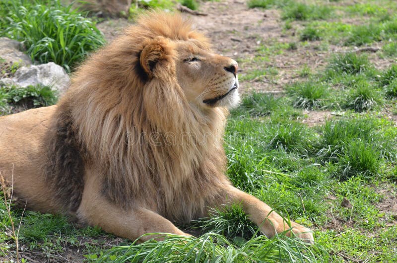 Lion in the sun stock image. Image of sunshine, grass - 19250079