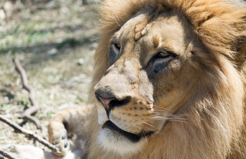 Lion in the Sun stock image. Image of safari, park, outdoor - 64844911